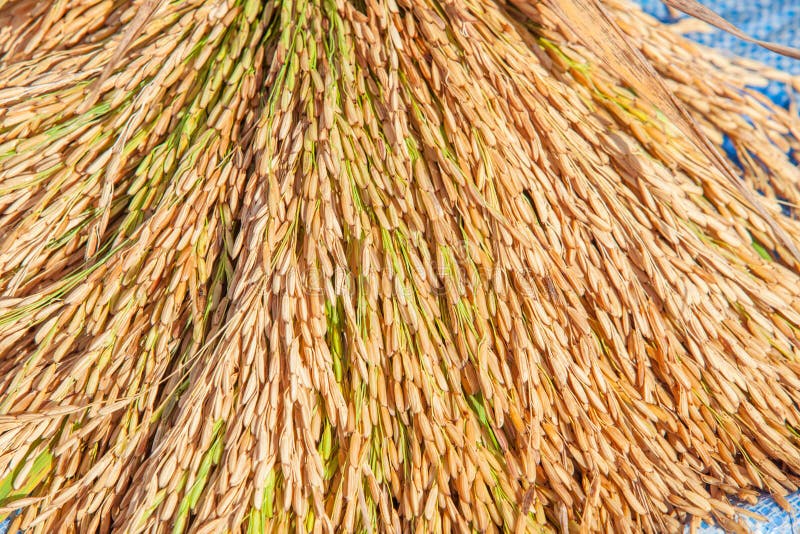 Bundle of Rice on the Rice Field Stock Image - Image of laos, farming ...