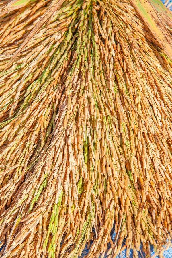 Bundle of Rice on the Rice Field Stock Photo - Image of grain, growing ...