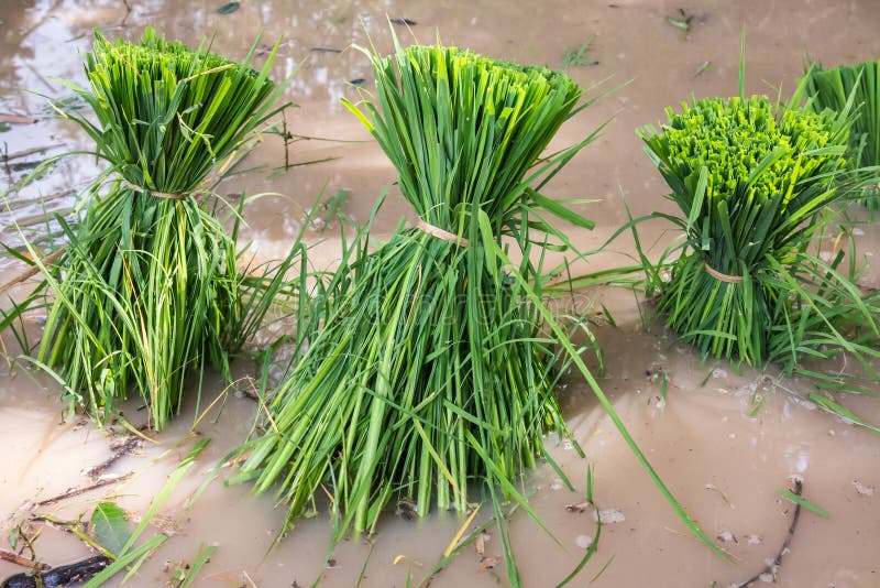 Bundle Of Rice Seedlings In Rural Agriculture Field Stock Image - Image ...