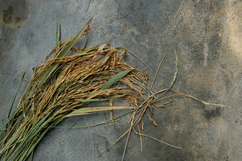 ?Bundle of Rice Stalks on a Concrete Surface. Stock Image - Image of ...