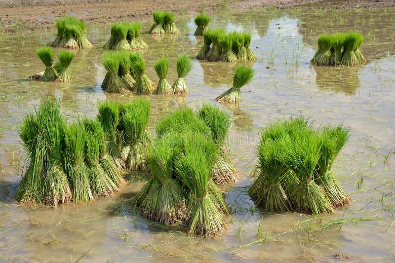 The bundle rice trees stock photo. Image of fresh, background - 105106380
