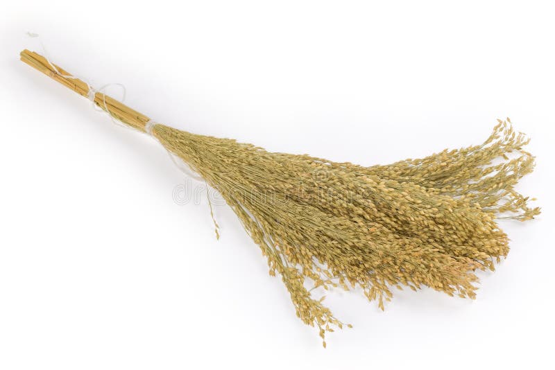 Bundle of the Ripe Proso Millet on a White Background Stock Image ...