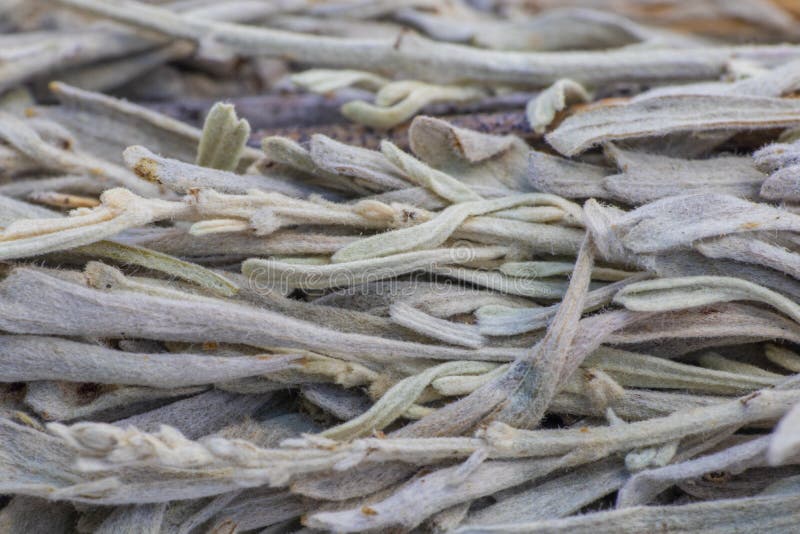 A Bundle of Sage Close Up stock photo. Image of heal - 119055316