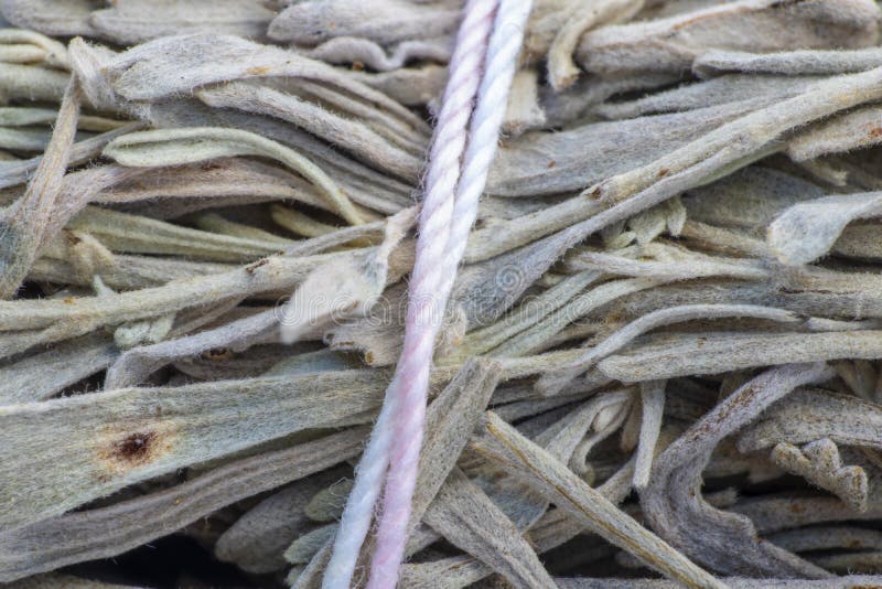 A Bundle of Sage Close Up stock photo. Image of heal - 119055316