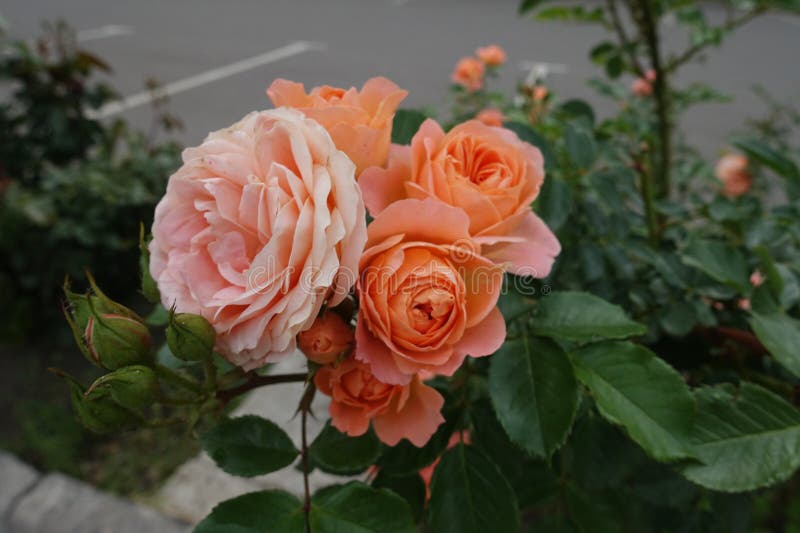 Bundle of Salmon Pink Flowers of Roses Stock Image - Image of shrub ...