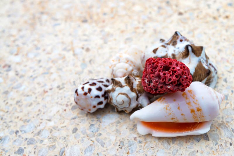 Sea shells on the ground stock photo. Image of hotel - 107731334