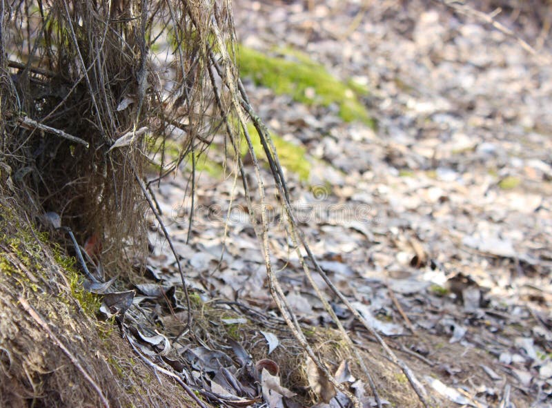 A Bundle of Small Tree Roots with Moss. Stock Image - Image of path ...