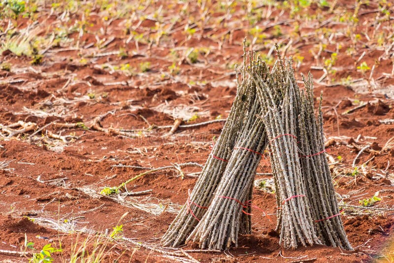 Bundle of Stems of Cassava.Grow Cassava Stock Photo - Image of grow ...