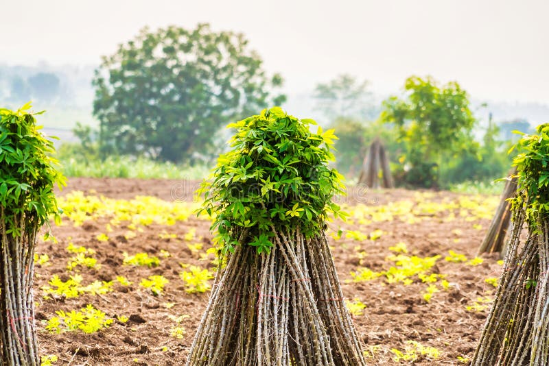 Bundle of Stems of Cassava.Grow Cassava Stock Image - Image of asia ...