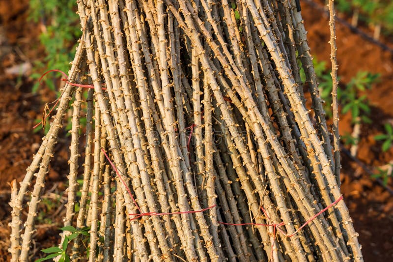 Bundle of Stems of Cassava.Grow Cassava Stock Image - Image of field ...