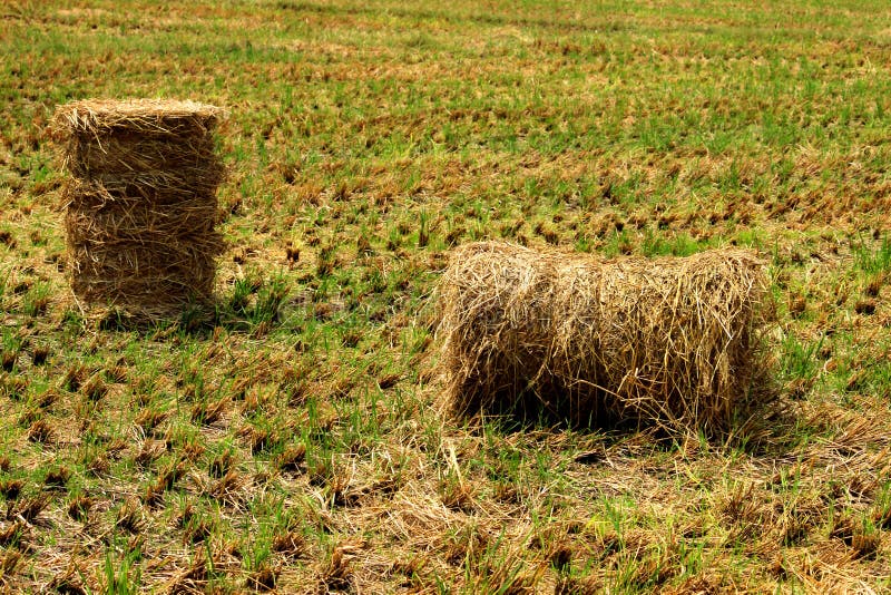 Bundle of Old Straw Rope stock image. Image of tied, straw - 49681825
