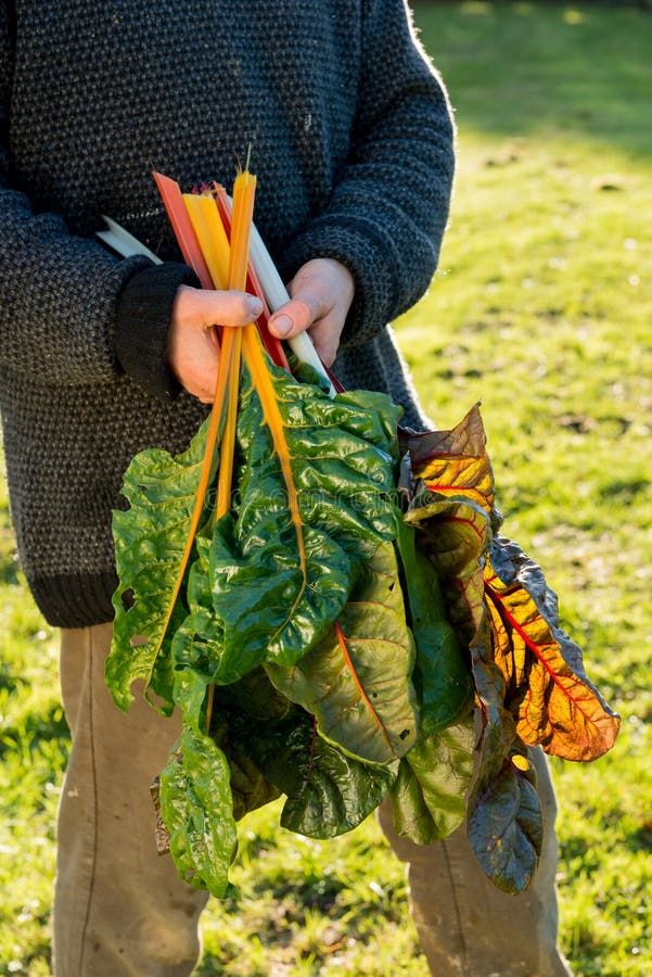 Bundle of Swiss Chard Stalks and Leaves in Hand Stock Photo - Image of ...