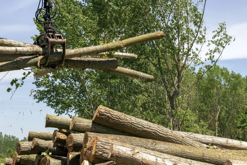 Bundle of Tree Logs in a Crane Grabber Stock Image - Image of heavy ...