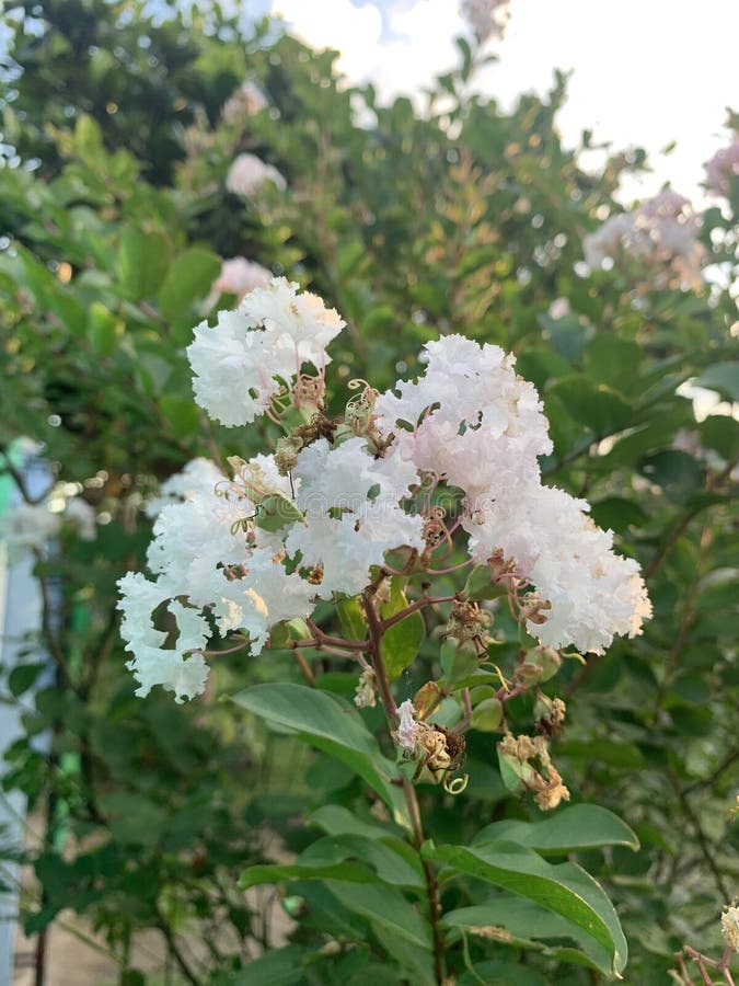 A Bundle of Tropical Cherry Blossom Flower Stock Image - Image of berry ...
