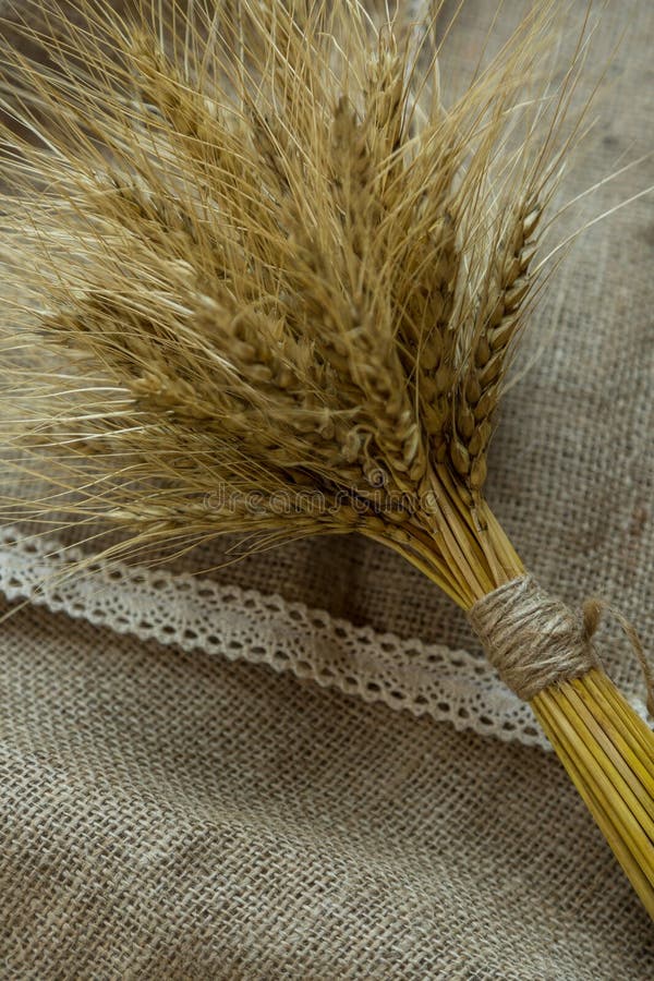 Bundle of Wheat stock photo. Image of grain, fertility - 5043246