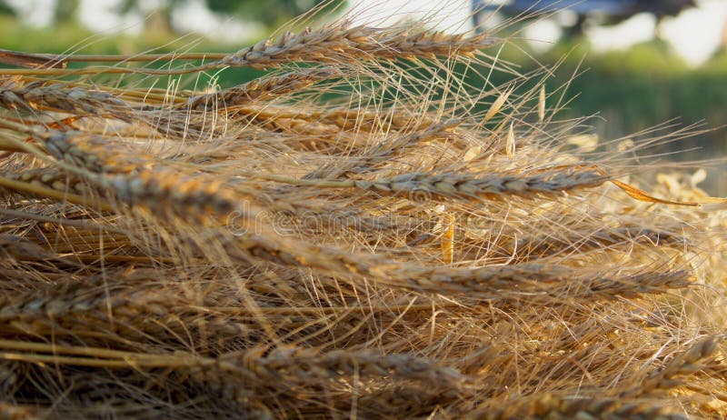 Bundle of wheat stock image. Image of wheatspike, spike - 197871601