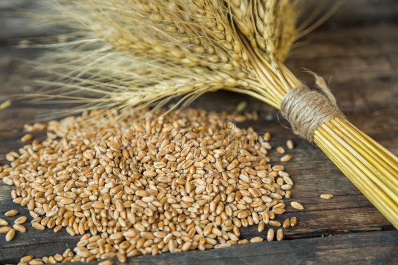 Bundle of Wheat stock photo. Image of grain, fertility - 5043246