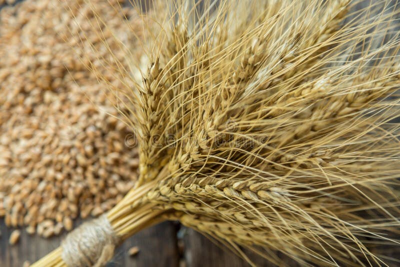 Bundle of Wheat stock photo. Image of grain, fertility - 5043246