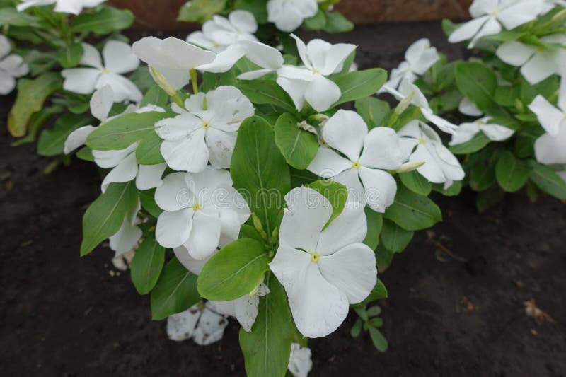 Bundle of White Flowers of Catharanthus Roseus Stock Image - Image of ...
