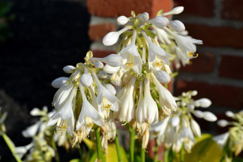 Bundle of White Flowers Closeup Stock Photo - Image of summer, leaf ...