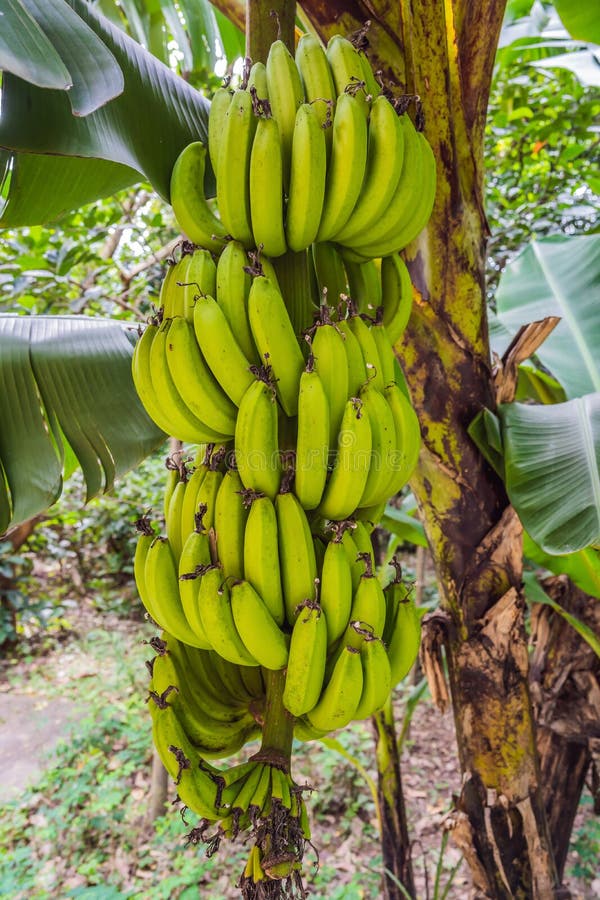 Young Banana With Banana Flower Stock Photo - Image of close, natural ...