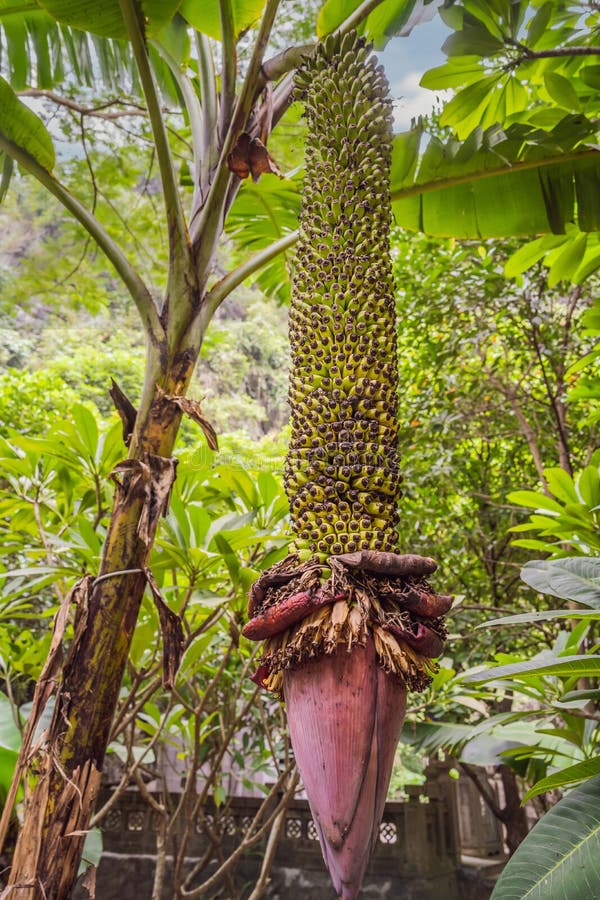 A Bundle of Young Banana on Banana Tree Stock Photo - Image of bunch ...