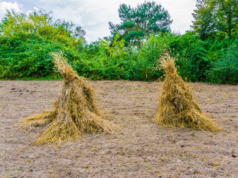 Bundled Hay Stacks on the Field in a Nature Landscape Stock Image ...