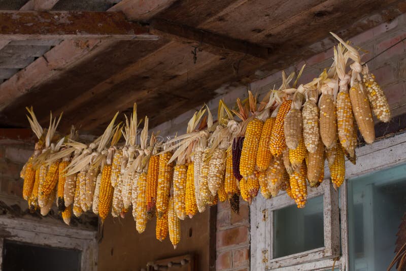 Bundles of corn. stock image. Image of asia, country - 52744521
