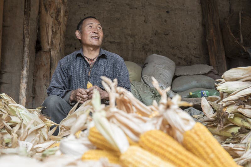 Bundles Corn Man Stock Photos - Free & Royalty-Free Stock Photos from ...