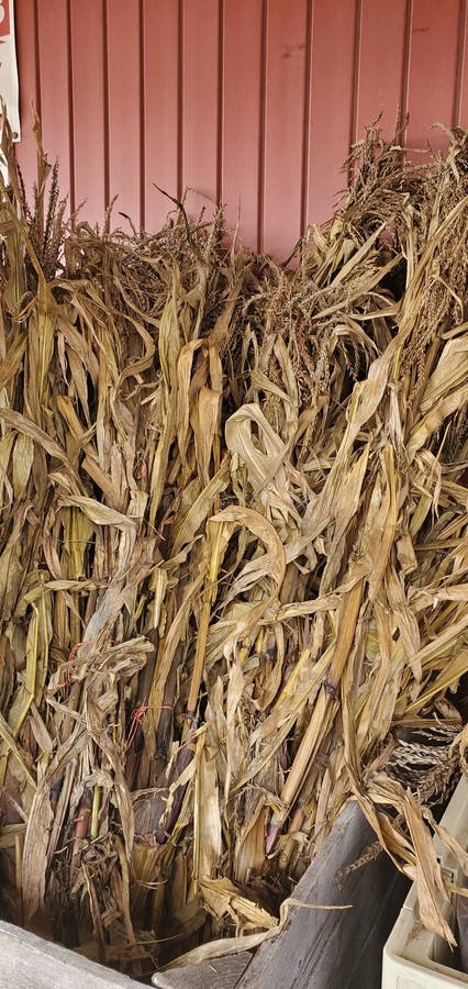 Bundles of Corn Stalks for Halloween Decorations Stock Photo - Image of ...