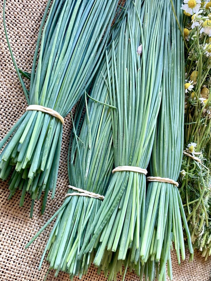 Bundles of Fresh Chives stock photo. Image of leaf, savory - 249772418