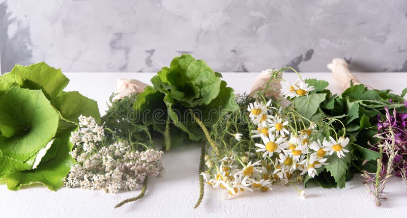 Bundles of Fresh Medicinal Plants on the Table Stock Photo - Image of ...