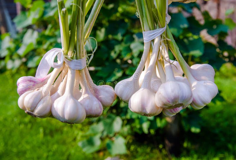 Bundles of Garlic are Dried in the Open Air Stock Image - Image of ...