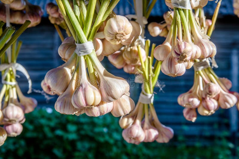 Bundles of Garlic are Dried in the Open Air Stock Photo - Image of ...