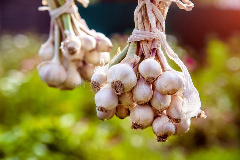 Bundles of Garlic are Dried in the Open Air Stock Photo - Image of ...
