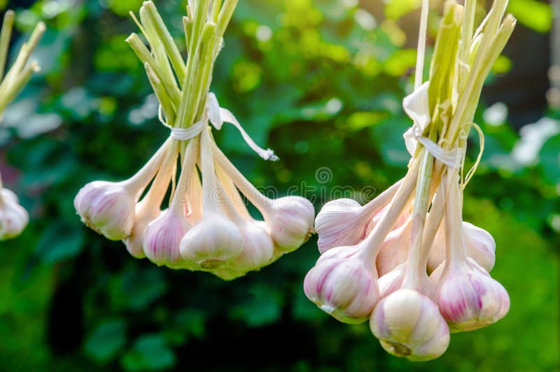 Bundles of Garlic are Dried in the Open Air Stock Image - Image of ...