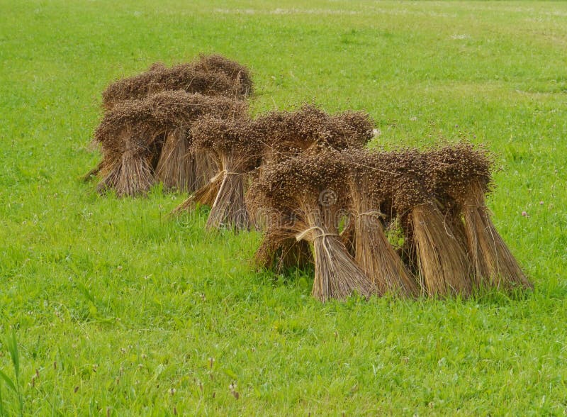 Bundles of grain stock photo. Image of grassland, bunch - 33115462
