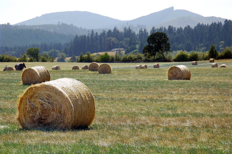 Field, Trees, Sky, Road, Mountain, Stock Photo - Image of rural, field ...