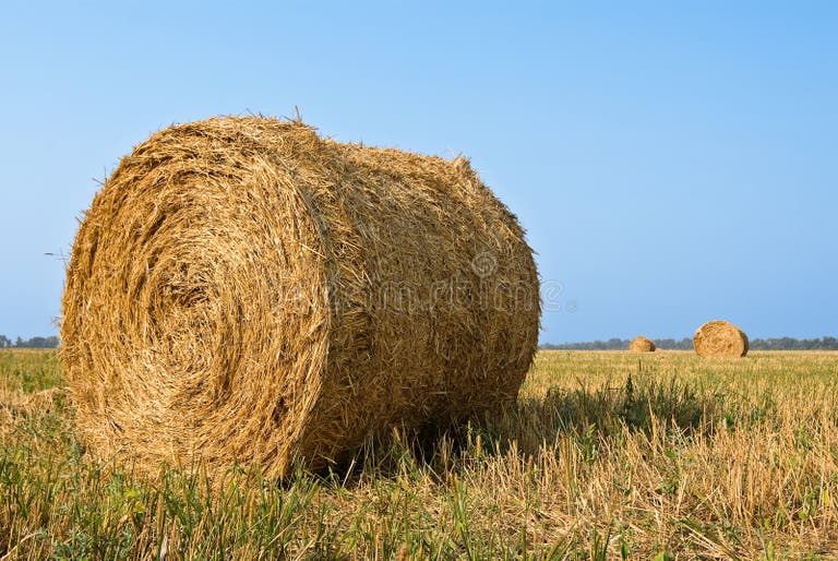 Bundles of hay stock photo. Image of scene, reap, panoramic - 15810968