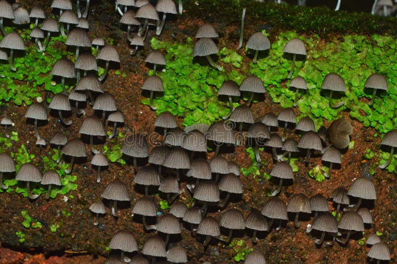 Bundles of Mushrooms on the Wall Stock Photo - Image of wood, woodland ...
