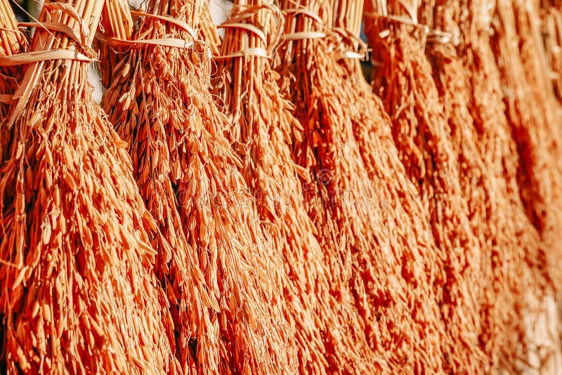 Bundles of Newly Harvested Rice Drying in the Sun Stock Photo - Image ...