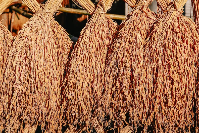 Bundles of Rice Straw on Rice Field Stock Image - Image of field, farm ...