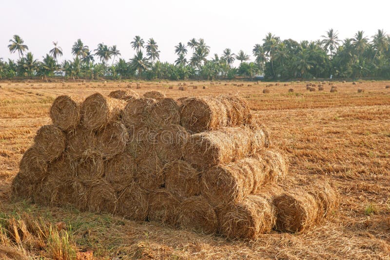 Bundles of Paddy Rice Straw after Harvested Field Stock Photo - Image ...