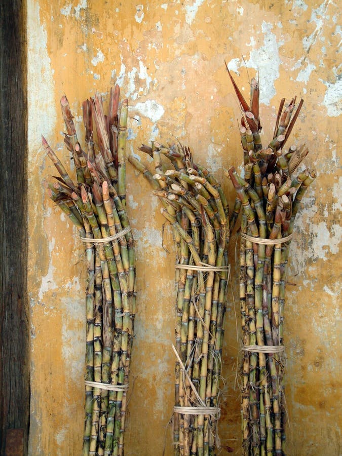 Bundles of raw sugar cane. stock image. Image of crops, cane - 46443