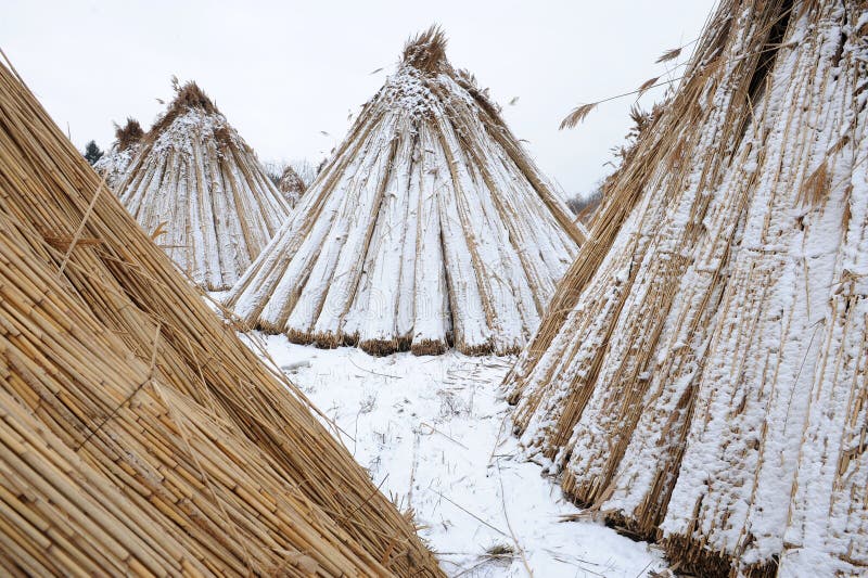 Bundles of reed stock photo. Image of roofer, repairing - 38565728