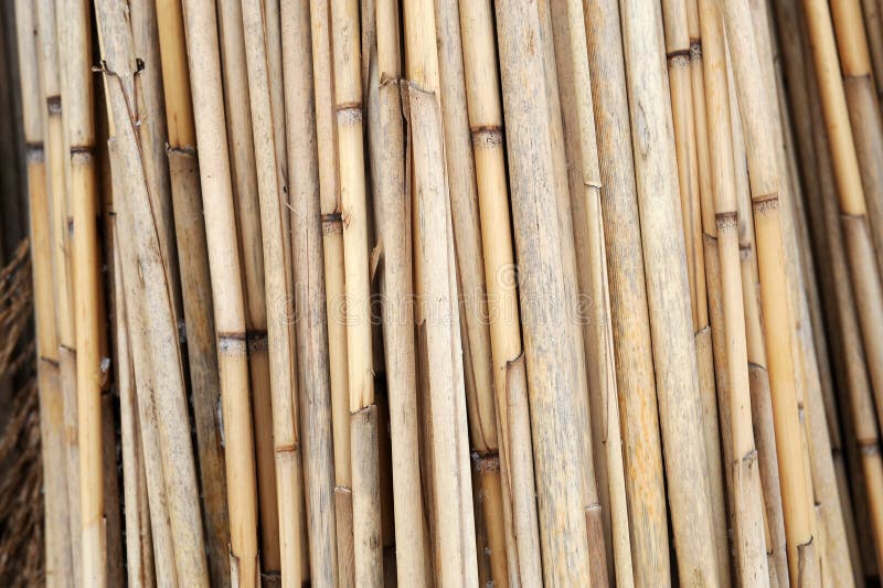 Bundles of reed stock photo. Image of reed, textured - 38565846