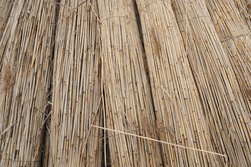 Bundles of reed stock photo. Image of nonurban, roofer - 38566066