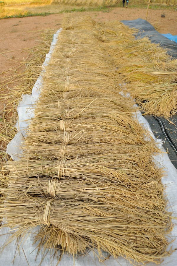 Bundles of Rice after Harvest Stock Photo - Image of farm, grain: 35191702