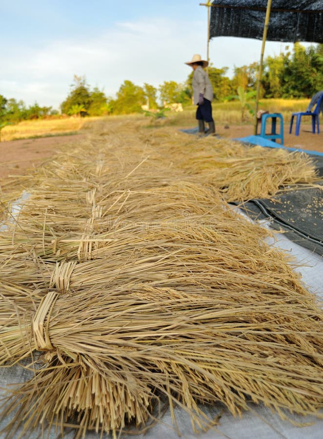 Bundles of Dry Rice Plants after the Harvest in the Field. Stock Image ...