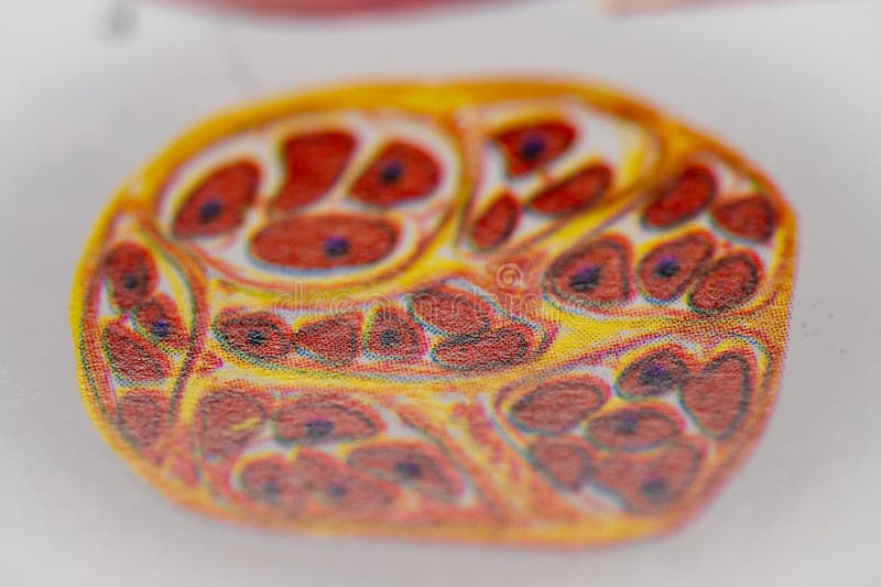 Bundles of Smooth Muscles in an Anatomical Illustration Stock Image ...